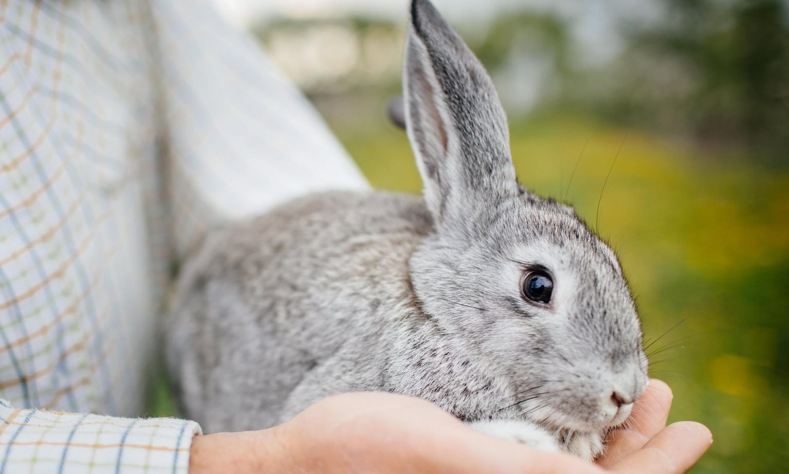 Small animals available for adoption – what to consider? – Small Animals